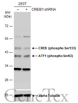CREB (phospho Ser133)抗体 (GTX130379) | GeneTex中国官方网站