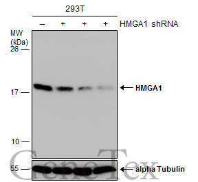 HMGA1抗体 (GTX132110) | GeneTex中国官方网站