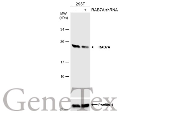 rab,波特,充要条件(第14页)_大山谷图库