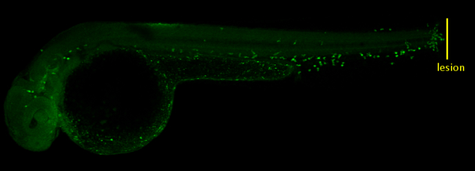 Mfap4抗体 (GTX132692) | GeneTex中国官方网站