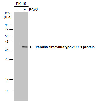 Porcine circovirus type 2 / PCV2 replicase抗体 (GTX133638) | GeneTex中国官方网站