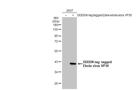 Ebola virus VP30抗体 (GTX134037) | GeneTex中国官方网站