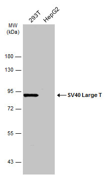 SV40 Large T antigen抗体 (GTX134377) | GeneTex中国官方网站