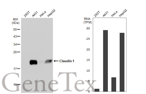 Claudin 1抗体 (GTX134842) | GeneTex中国官方网站