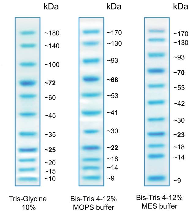 Trident Blue Prestained Protein Ladder (GTX16376) | GeneTex中国官方网站