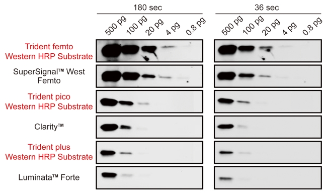 Trident pico Western HRP Substrate (GTX17435) | GeneTex中国官方网站
