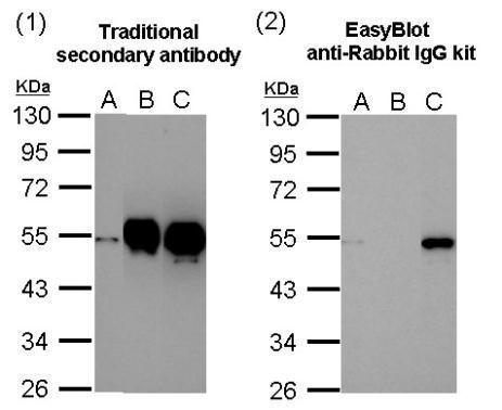EasyBlot anti Rabbit IgG (HRP) (GTX221666-01) | GeneTex中国官方网站