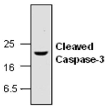 Caspase 3 (active)抗体 (GTX22302) | GeneTex中国官方网站