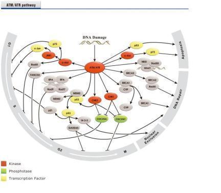 ATM signaling pathway 抗体组合 (ATM, ATR, p53, BRCA1, CtIP, CHK1, CHK2 ...
