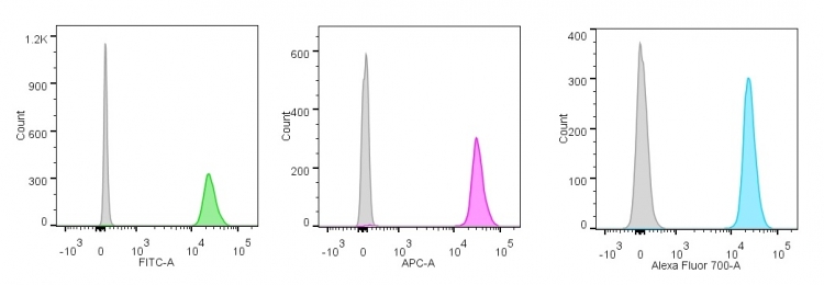 Nucleolin抗体 [NCL/902] (GTX34914) | GeneTex中国官方网站