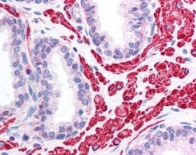 OPA1抗体 (GTX48589) | GeneTex中国官方网站