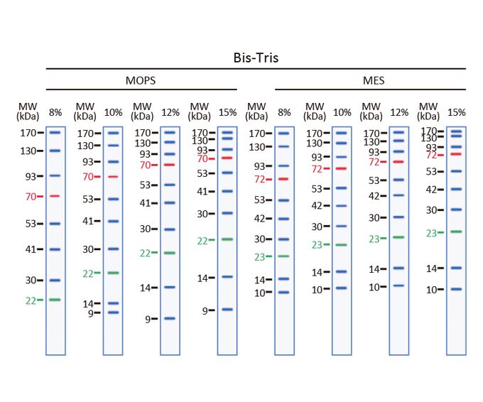 Trident Prestained Protein Ladder (Standard Range) (GTX49384) | GeneTex ...