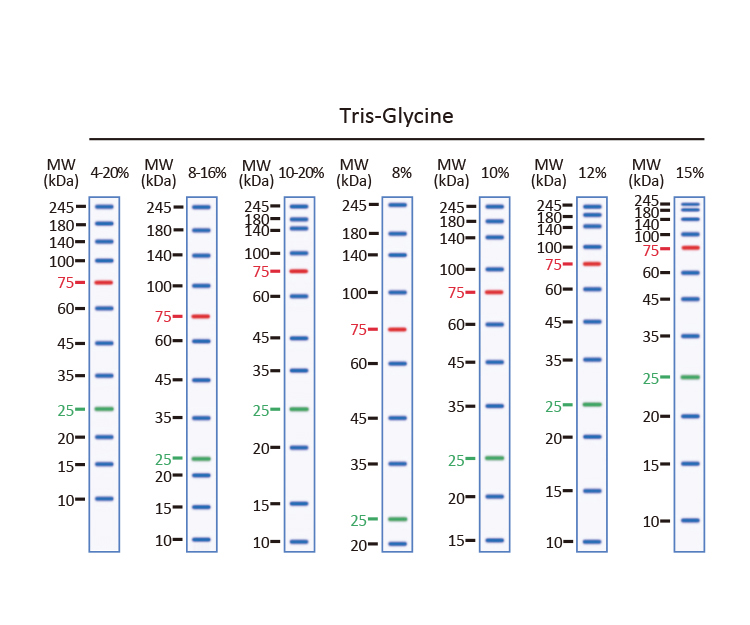 Trident Prestained Protein Ladder (High Range) (GTX50875) | GeneTex中国官方网站
