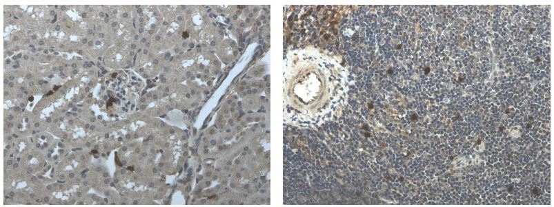 Ly6g抗体 [6D17] (GTX53153) | GeneTex中国官方网站