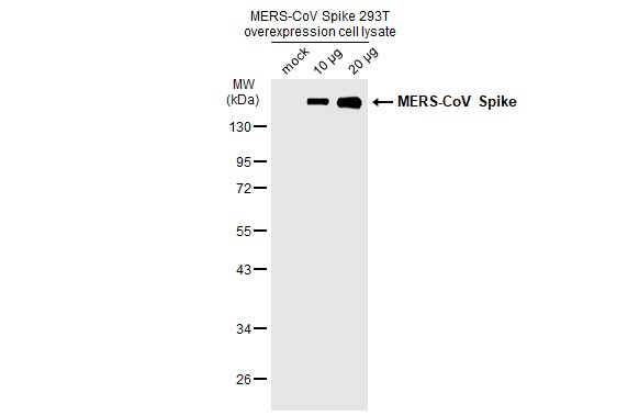 MERS-CoV Spike overexpression 293T whole 细胞裂解物 (GTX535667) | GeneTex中国官方网站