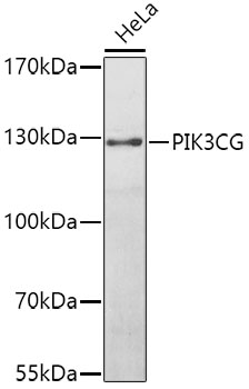 PI3 kinase p110 gamma抗体 (GTX55748) | GeneTex中国官方网站