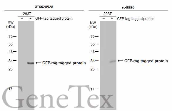 GFP抗体 [GT859] (GTX628528) | GeneTex中国官方网站