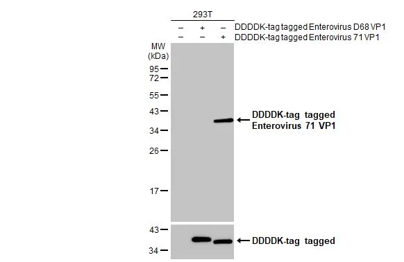 Enterovirus 71 VP1抗体 [GT185] (GTX633390) | GeneTex中文官方网站
