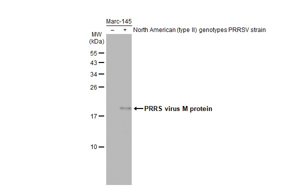 VetSignal - PRRS virus M protein抗体 [GT1911] (GTX634651) | GeneTex中国官方网站