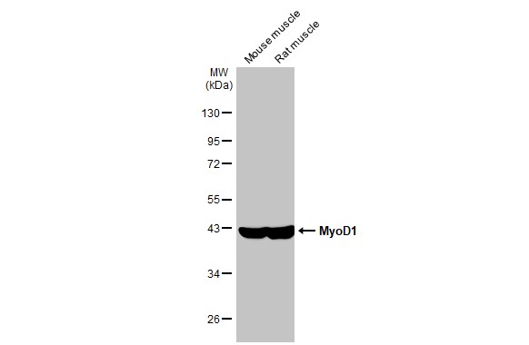 MyoD1 antibody [HL1372] (GTX636812) | GeneTex中国官方网站