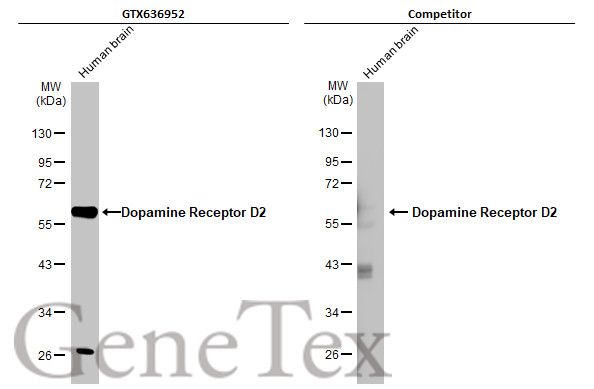 Dopamine Receptor D2 antibody [HL1478] (GTX636952) | GeneTex中国官方网站