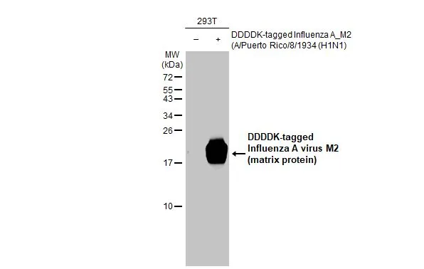 Influenza A virus M2 (matrix protein)抗体 [HL1856] (GTX637581) | GeneTex ...