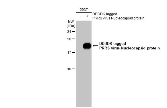 Prrs Virus Nucleocapsid Protein抗体 Hl2046 Gtx637947 Genetex中国官方网站 