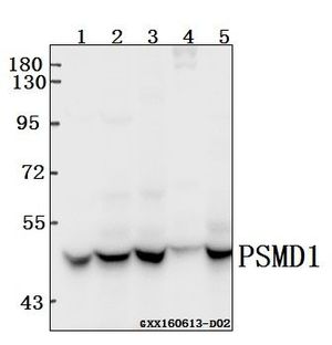 PSMD11抗体 (GTX66726) | GeneTex中国官方网站
