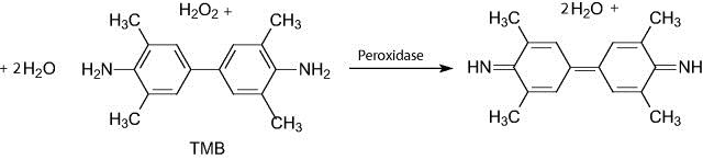 Tetramethylbenzidine (TMB) substrate (Ready-to-use) (GTX78422 ... Tetramethylbenzidine (TMB) substrate (Ready-to-use) (GTX78422 ...