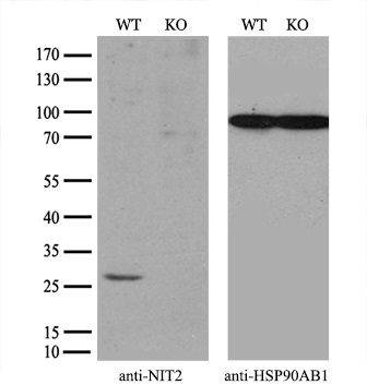 NIT2 antibody [6H7]价格,详情介绍-960化工网 – 960化工网