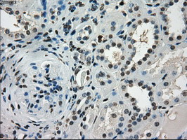 CD32a抗体 [13D7] (GTX84511) | GeneTex中国官方网站