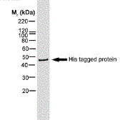 Streptavidin (HRP) (GTX27403) | GeneTex中国官方网站