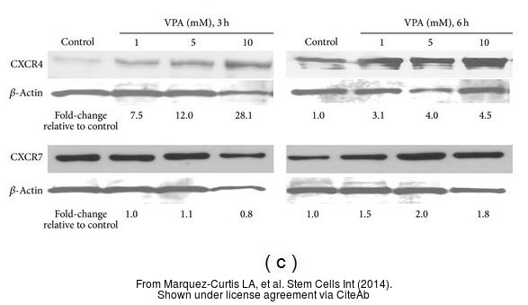 CXCR7抗体 [C1C2], Internal (GTX100027) | GeneTex中国官方网站