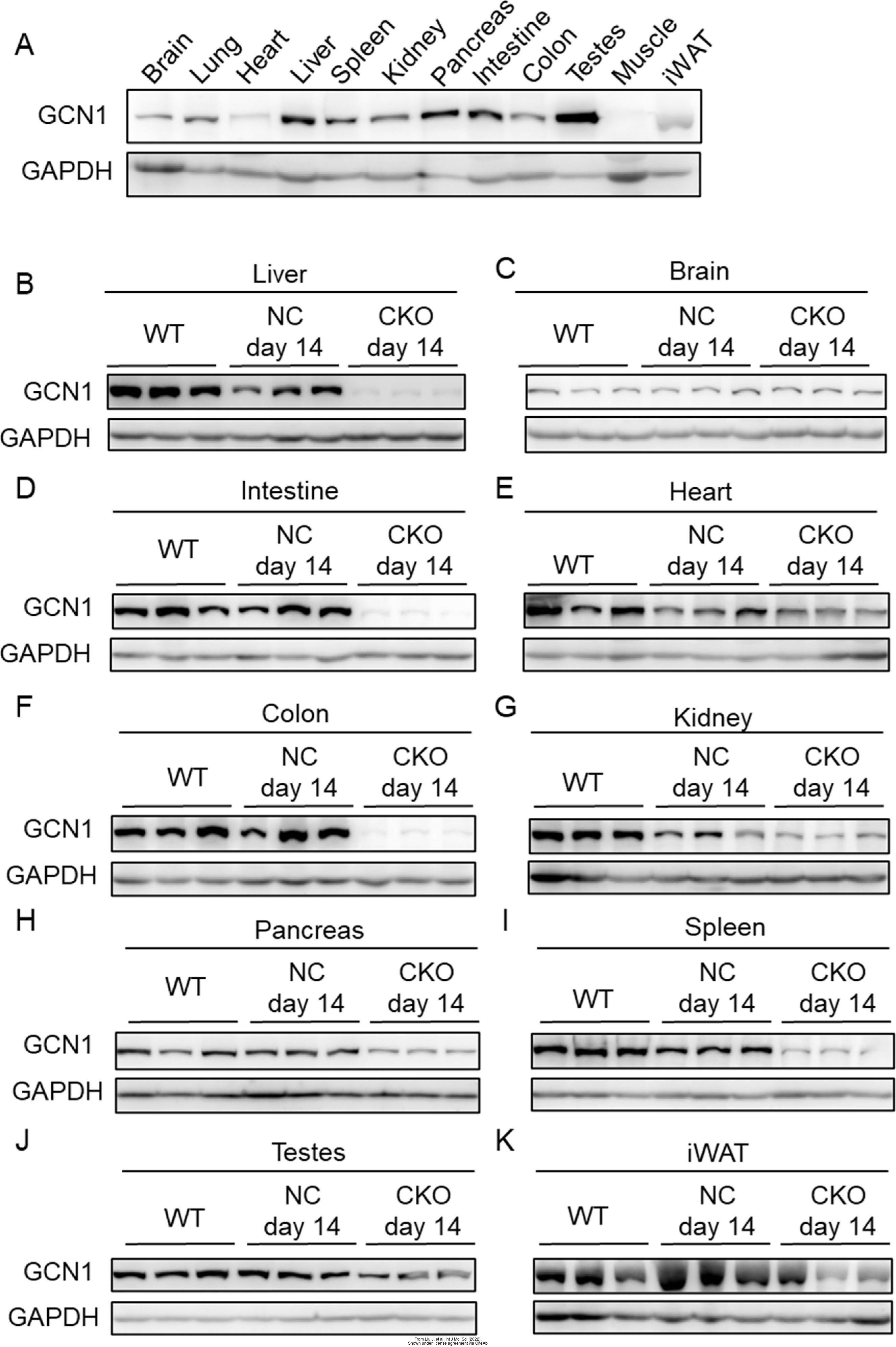 GAPDH抗体 (GTX100118) | GeneTex中国官方网站