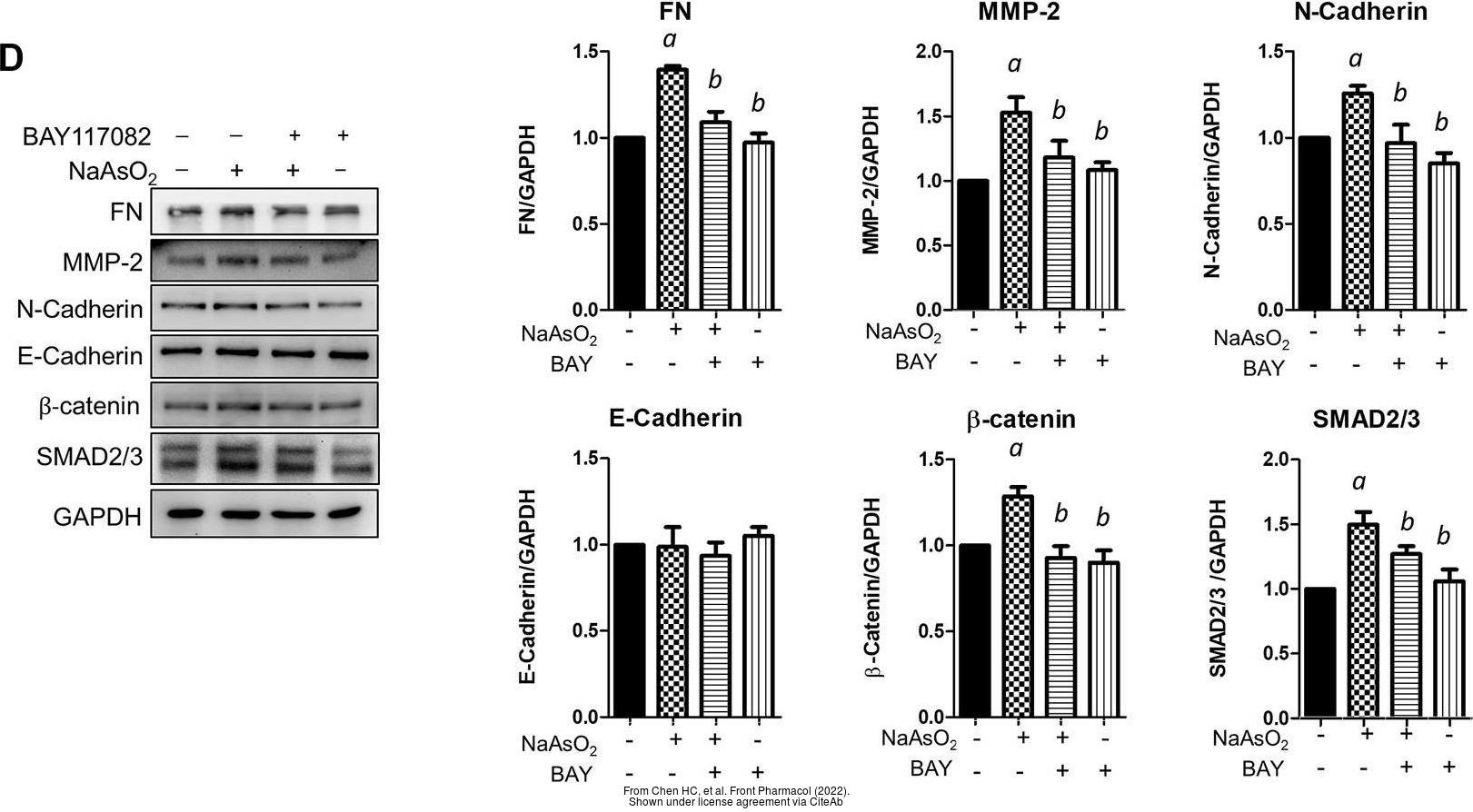 SMAD2 / SMAD3抗体 (GTX111123) | GeneTex中国官方网站