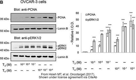 PCNA抗体 (GTX100539) | GeneTex中国官方网站