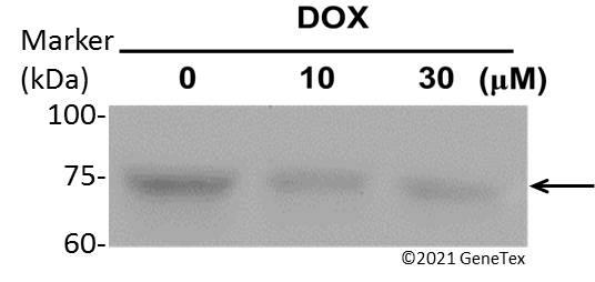 XBP1抗体 [N3C3] (GTX102229) | GeneTex中文官方网站