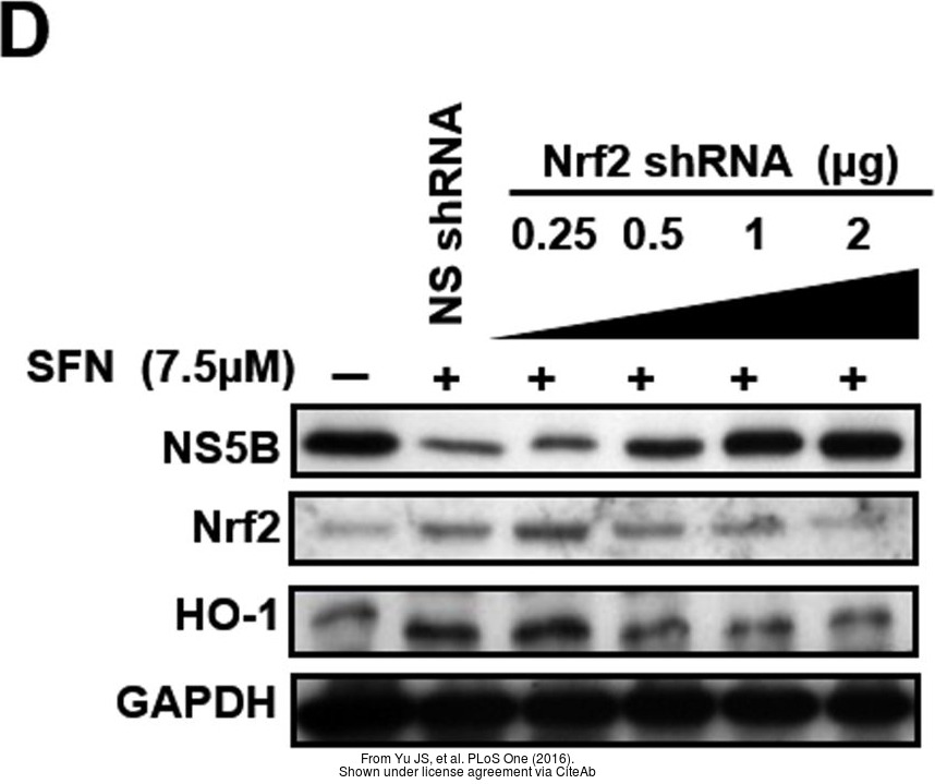 NRF2抗体 [N2C2], Internal (GTX103322) | GeneTex中国官方网站