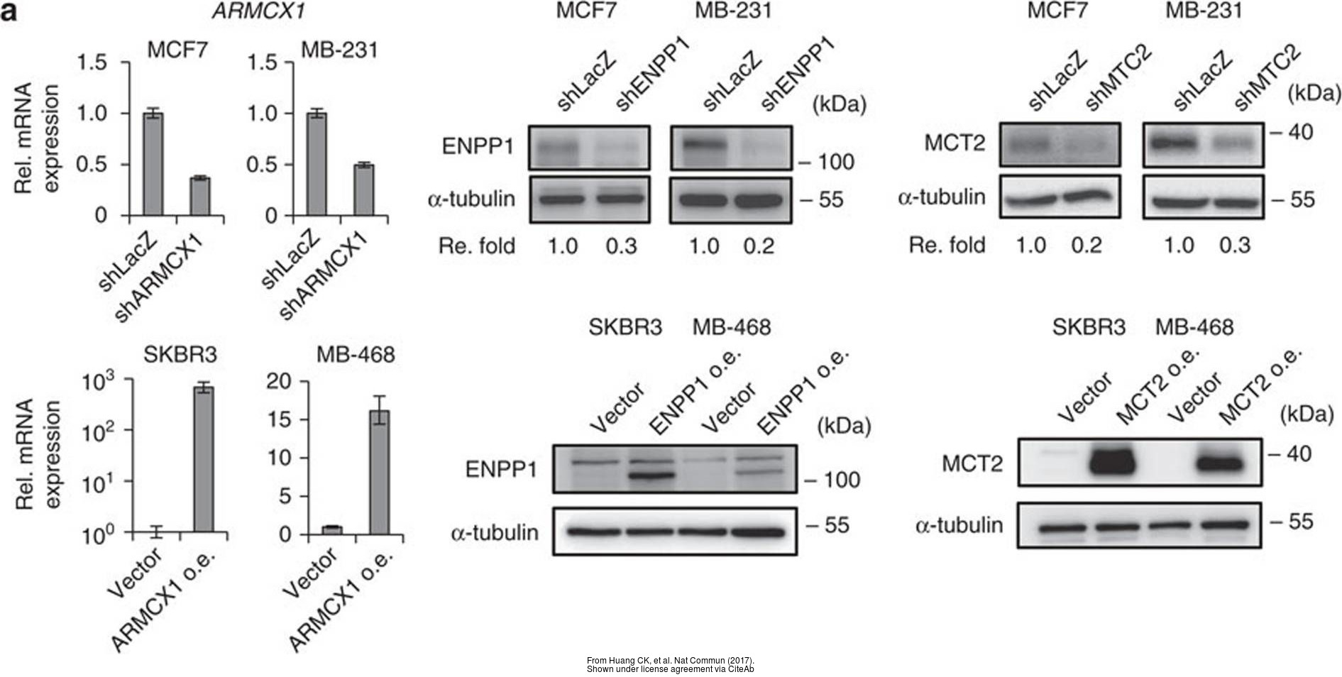ENPP1抗体 [N2C2], Internal (GTX103447) | GeneTex中国官方网站