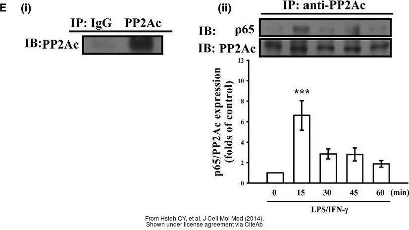 PP2A alpha抗体 (GTX106334) | GeneTex中国官方网站