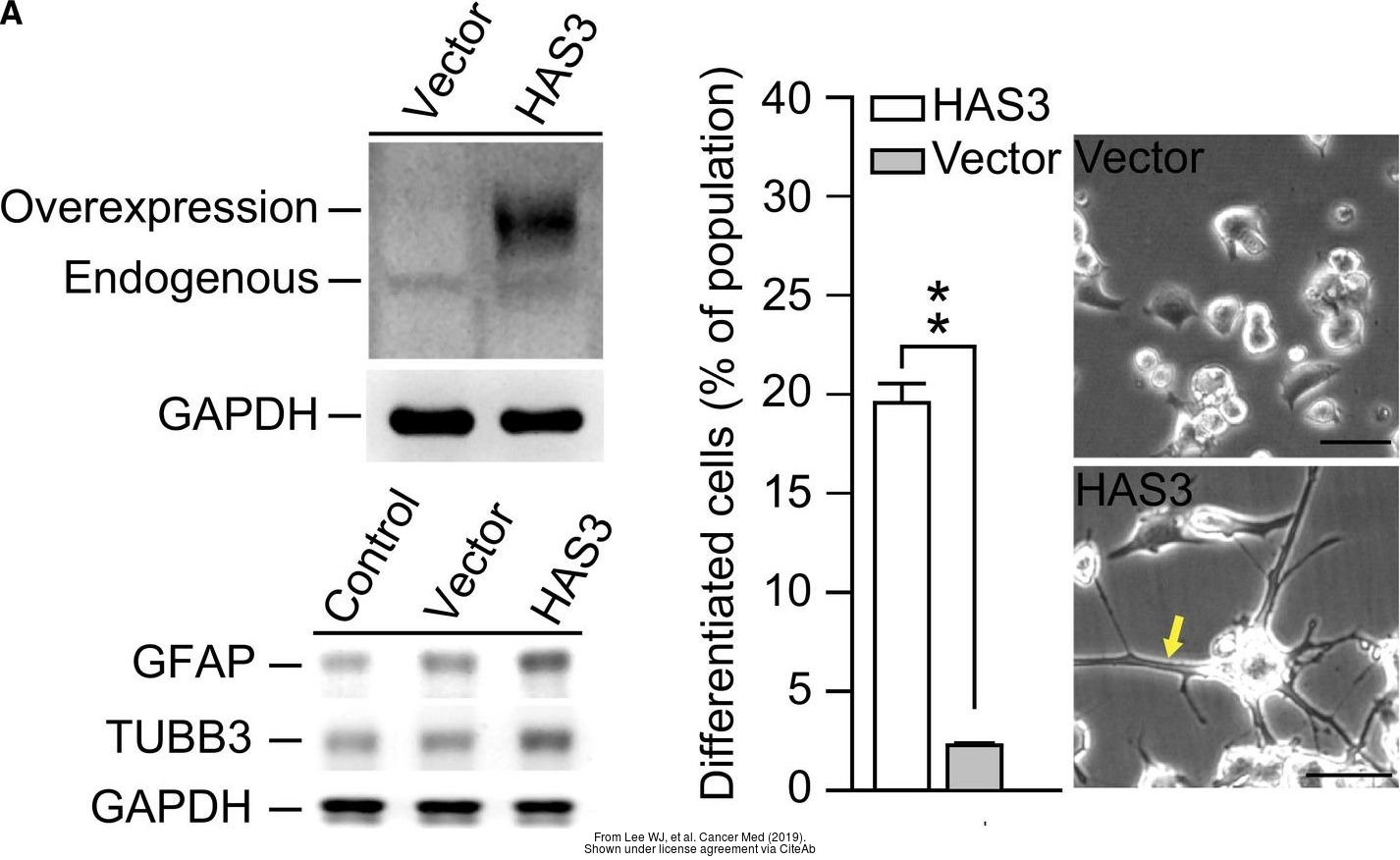 GFAP抗体 (GTX108711) | GeneTex中国官方网站