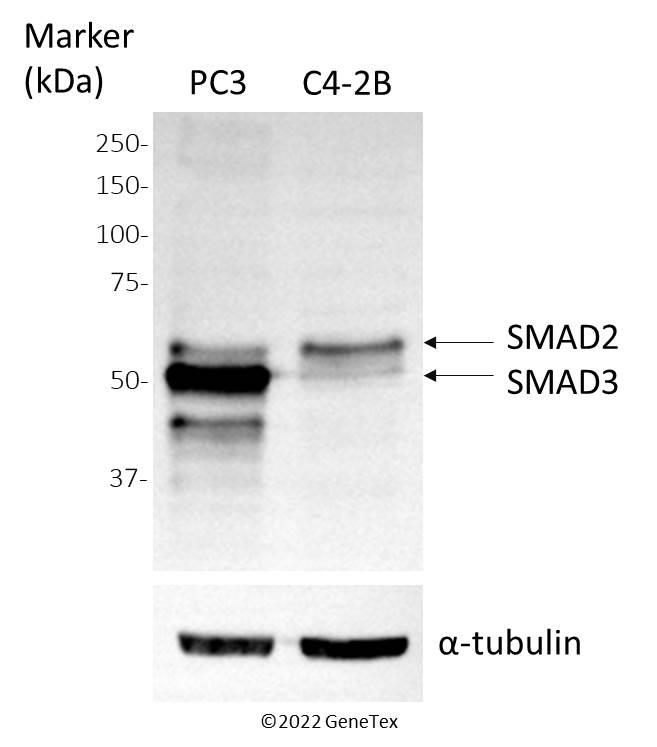 SMAD2 / SMAD3抗体 (GTX111123) | GeneTex中国官方网站