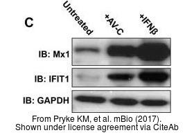 MX1抗体 (GTX111153) | GeneTex中国官方网站