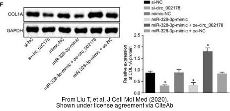 COL1A1抗体 [N1N2], N-term (GTX112731) | GeneTex中国官方网站
