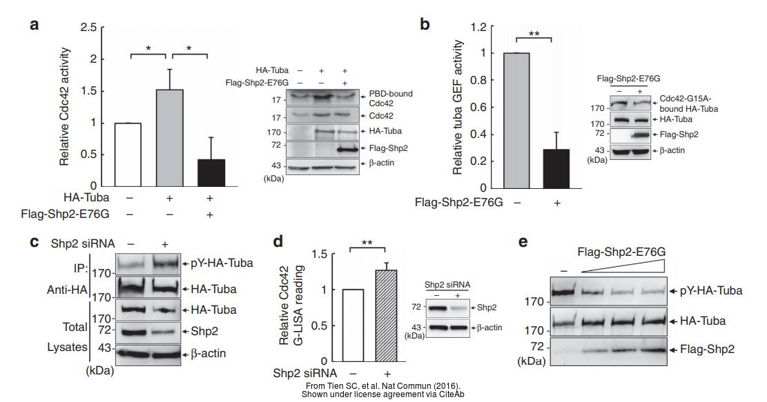 HA tag抗体 (GTX115044) | GeneTex中国官方网站