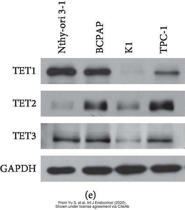 TET1抗体 [N3C1] (GTX124207) | GeneTex中国官方网站