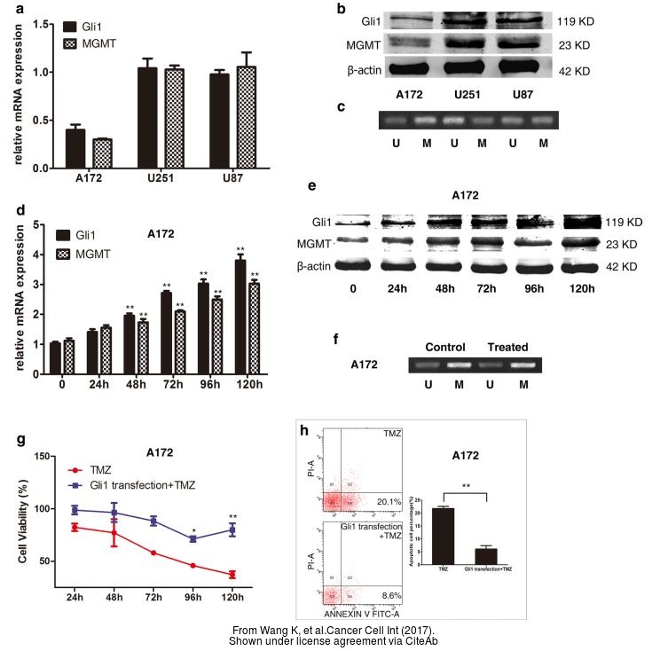 Gli1抗体 (GTX124274) | GeneTex中国官方网站