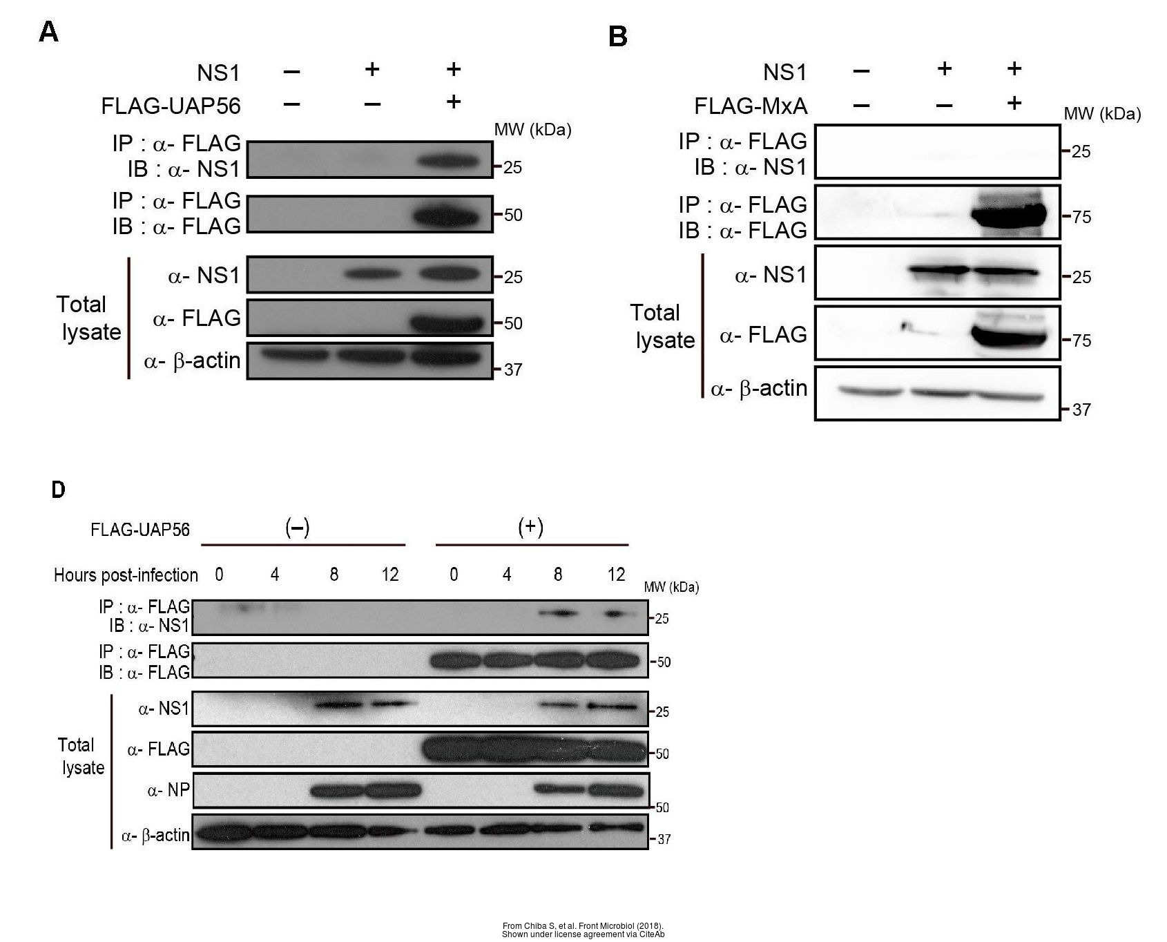 Influenza A Virus Ns1 Nonstructural Protein 抗体 Gtx125990 Genetex中国官方网站