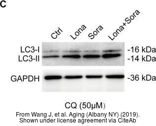 LC3B抗体 (GTX127375) | GeneTex中国官方网站