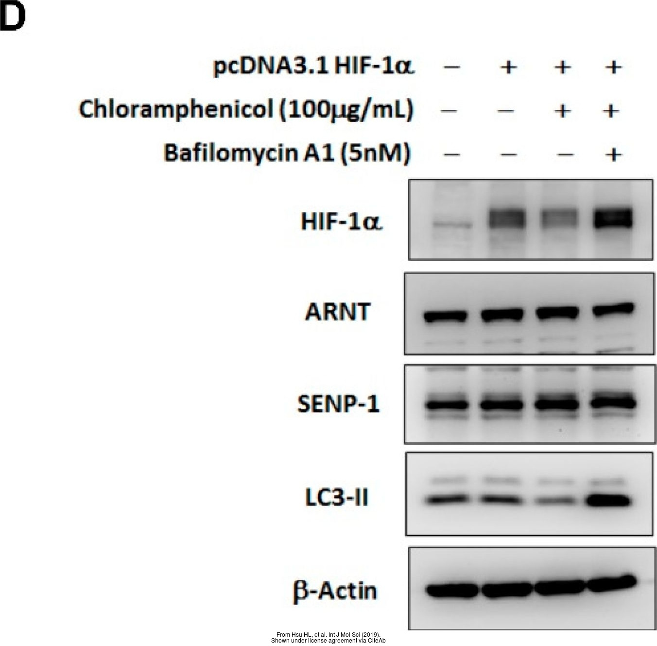 LC3B抗体 (GTX127375) | GeneTex中国官方网站